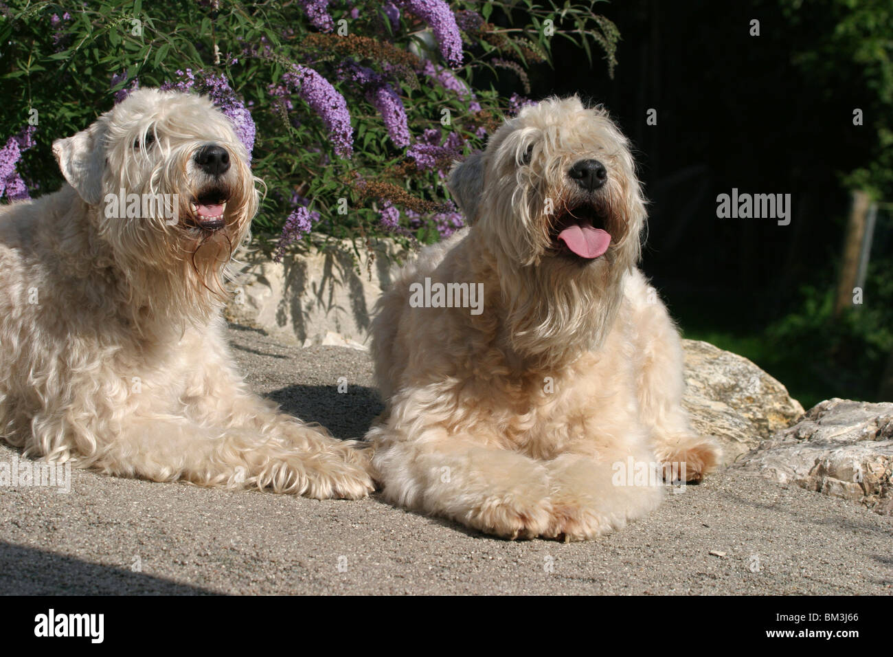 liegende / lying Irish Soft Coated Wheaten Terrier Stock Photo - Alamy