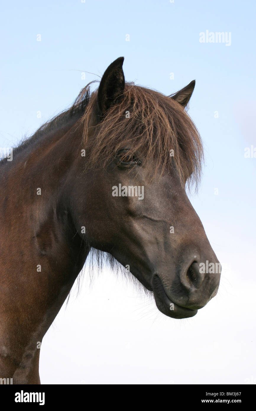 Pferd brauner kopf hi-res stock photography and images - Alamy