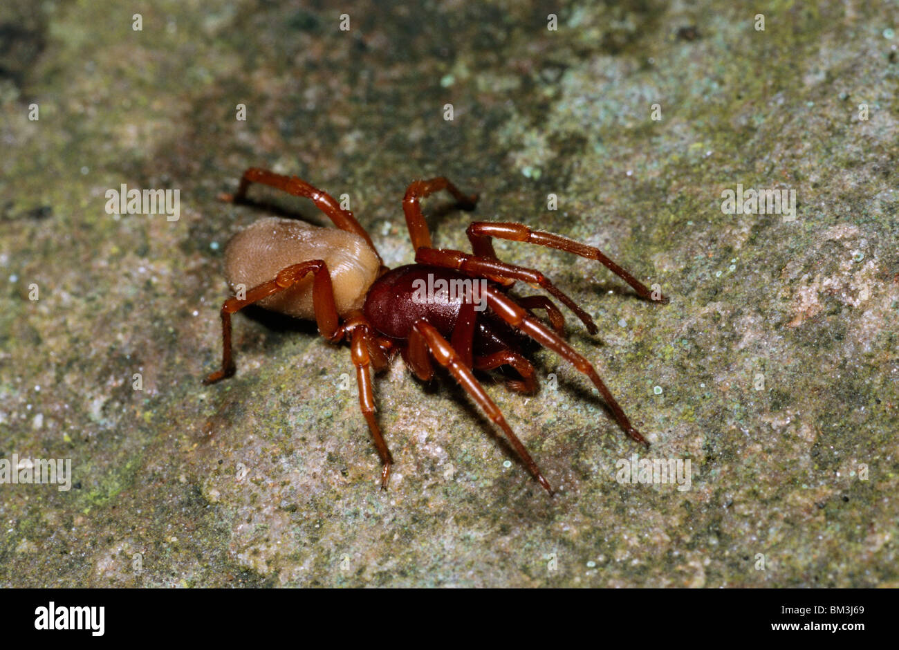 Spiders woodlouse spider dysdera crocata hi-res stock photography and ...