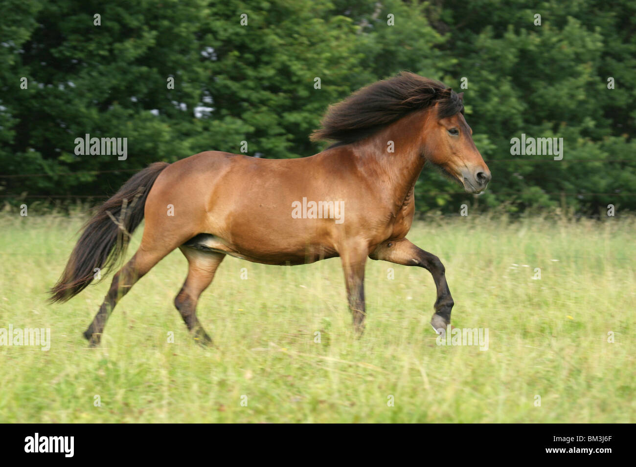 galoppierendes Pony / running Pony Stock Photo - Alamy