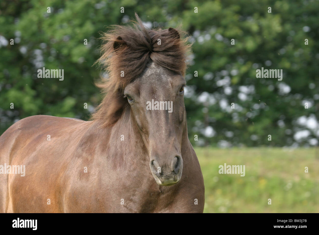 Islandpony hi-res stock photography and images - Alamy