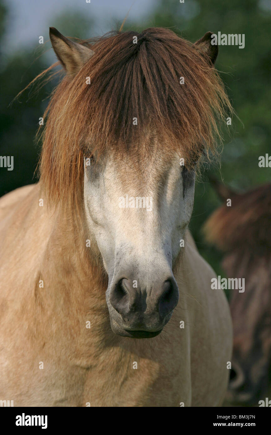 Isländische ponys hi-res stock photography and images - Alamy