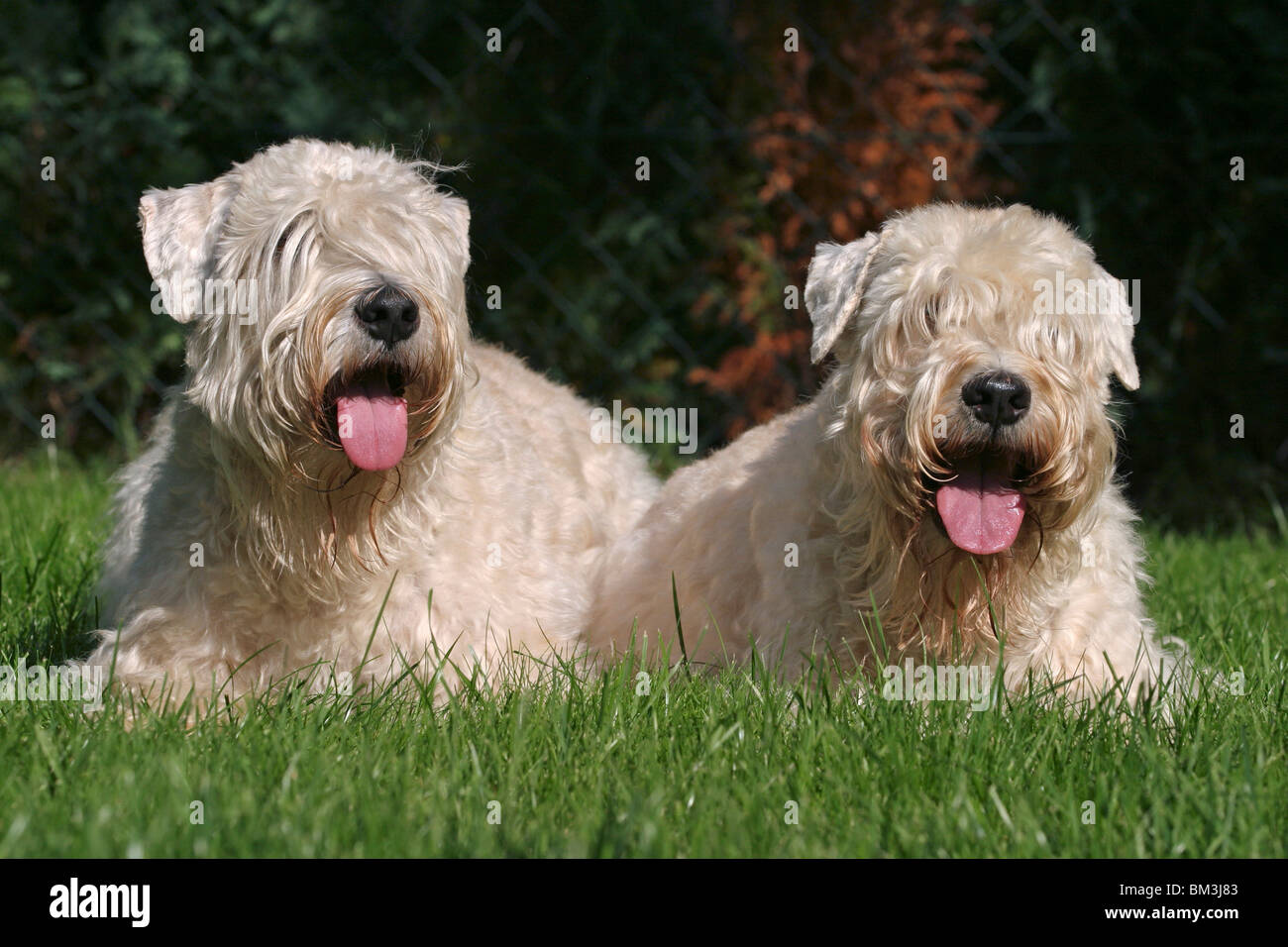 liegende / lying Irish Soft Coated Wheaten Terrier Stock Photo - Alamy