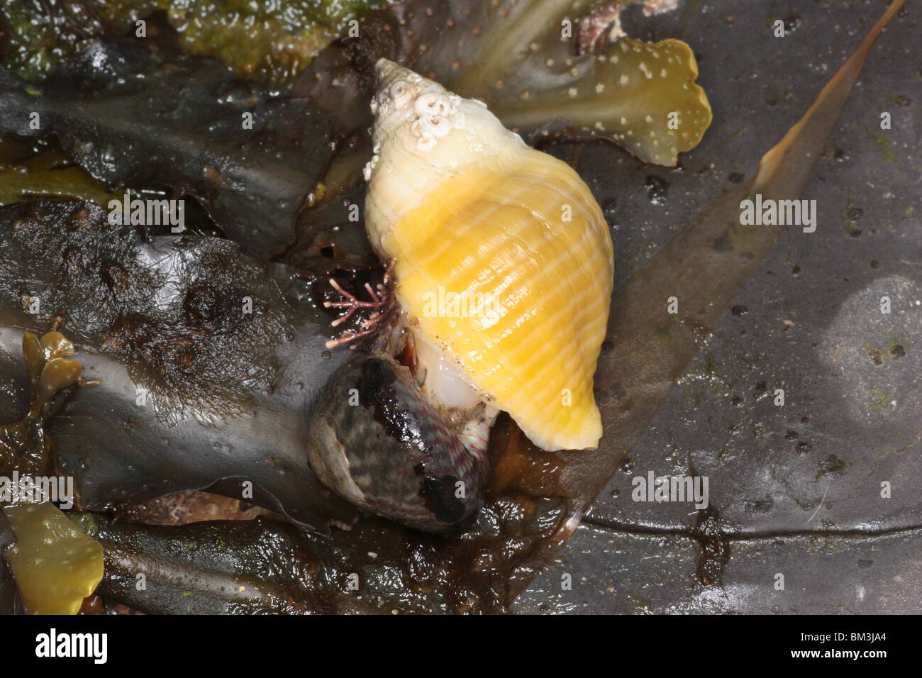 Dog whelk , Nucella lapillus, feeding on Flat topshell , Gibbula ...