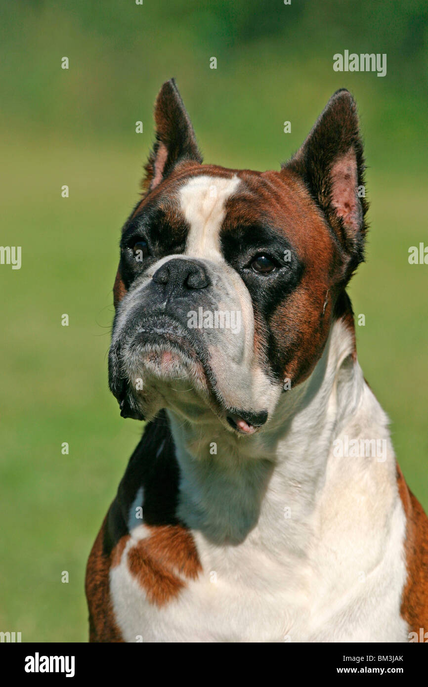 Boxer dog cropped ears hi-res stock photography and images - Alamy