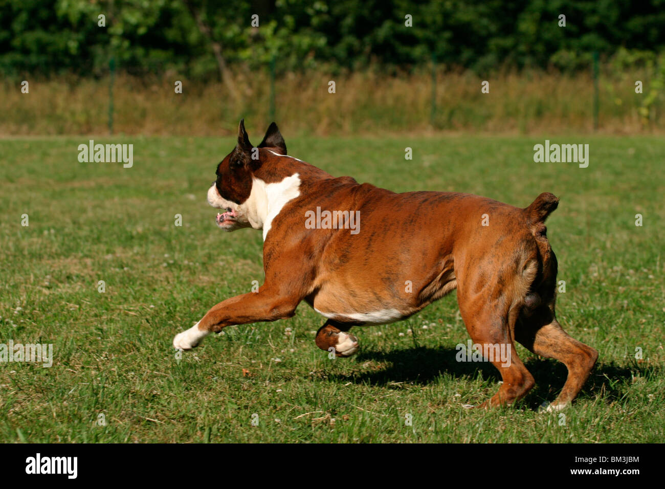 rennender Boxer / running Boxer Stock Photo - Alamy