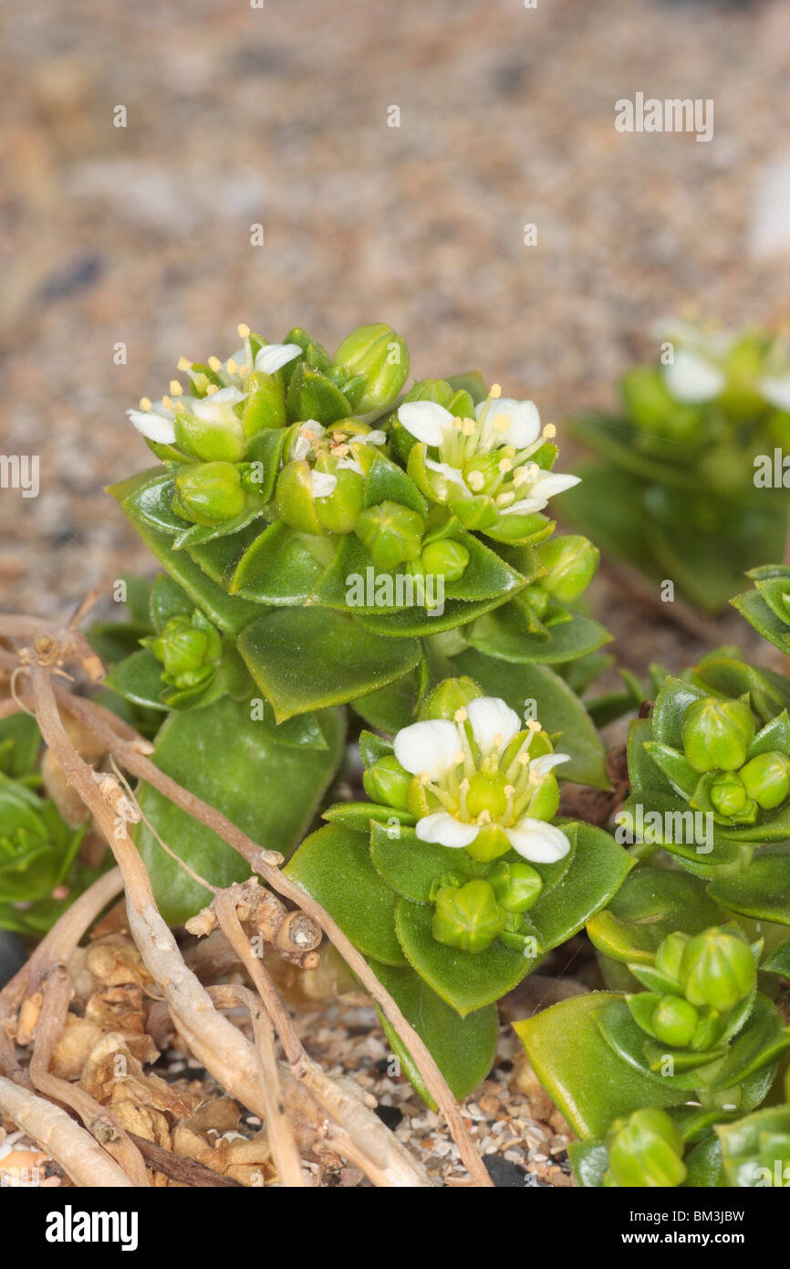 Sea sandwort, Honckenya peploides. sandy shore, Broad bench Kimmeridge ...