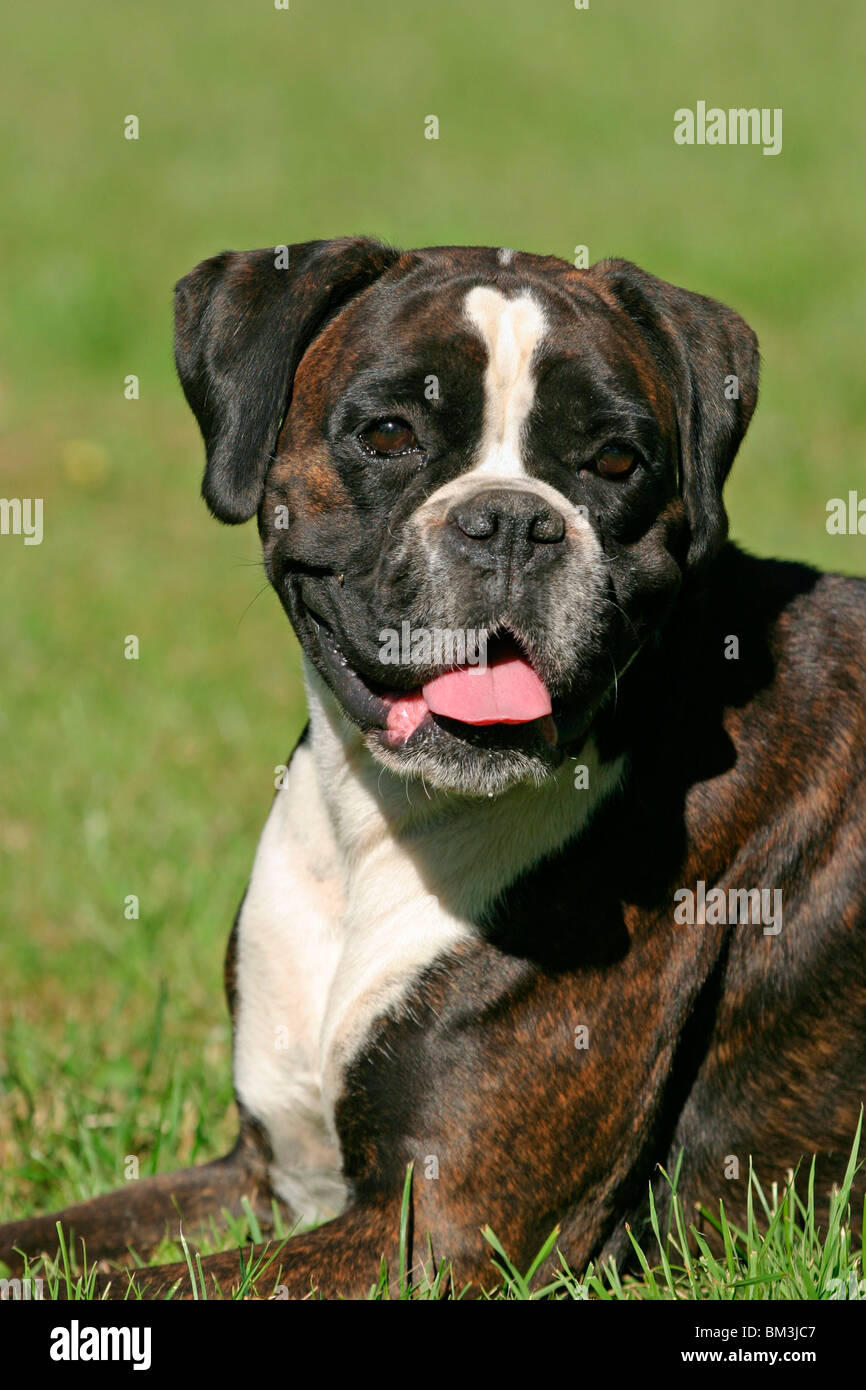 Deutscher boxer female hi-res stock photography and images - Alamy