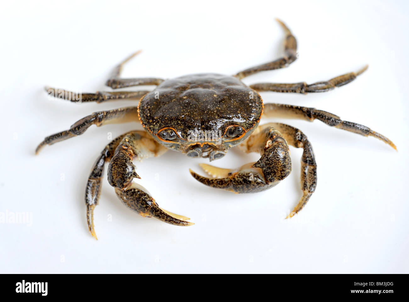 This image shows a small crab Stock Photo - Alamy