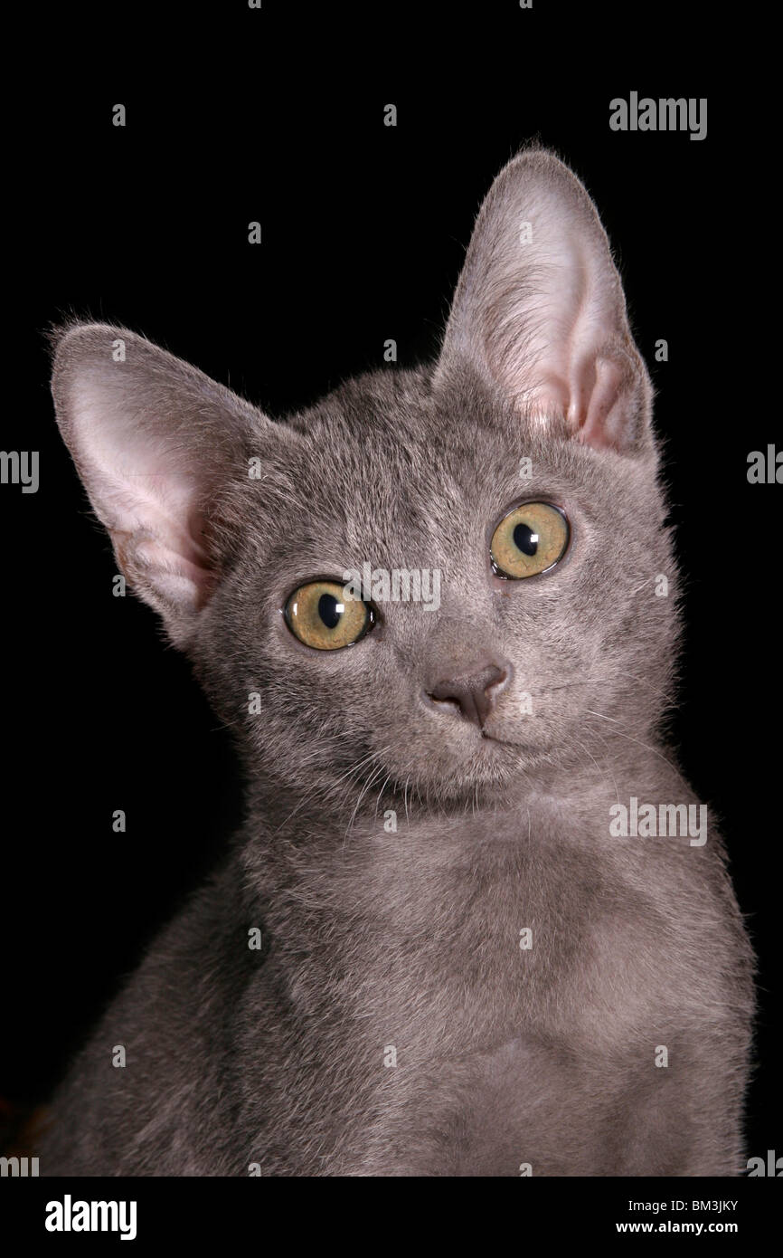 Korat Kätzchen / Kitty Portrait Stock Photo - Alamy