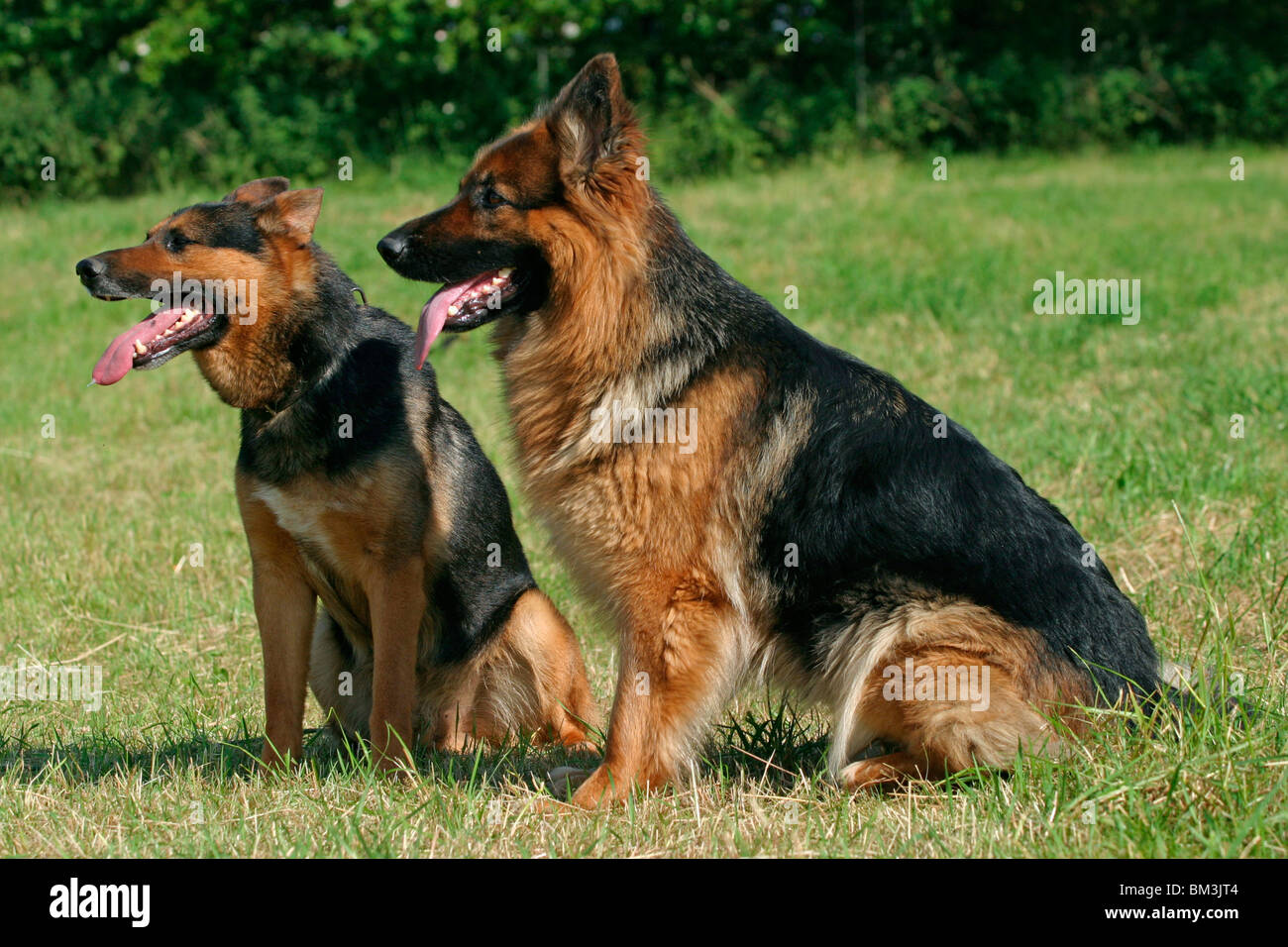 Schäferhunde / german shepherds Stock Photo - Alamy