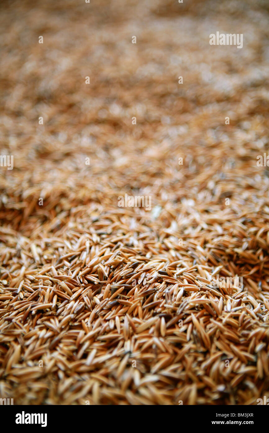 Oat cereal grain texture with selective focus Stock Photo - Alamy