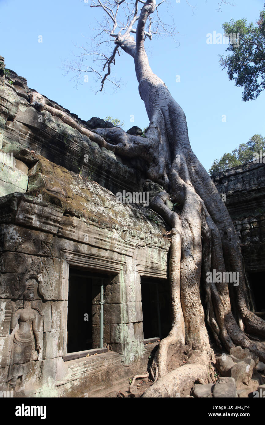 Temple roots hi-res stock photography and images - Alamy