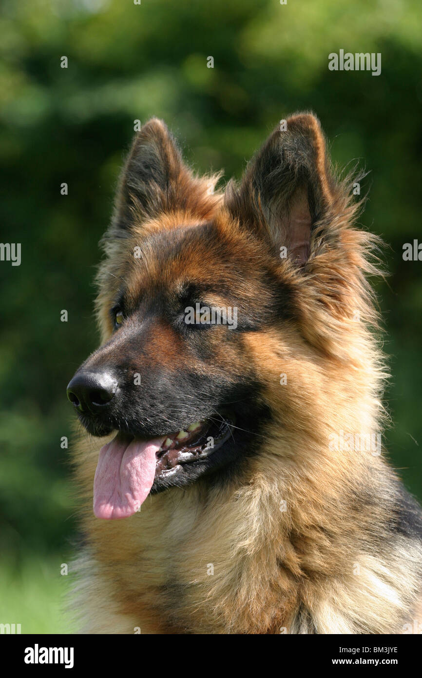 Deutscher Schäferhund / German Shepherd Portrait Stock Photo - Alamy