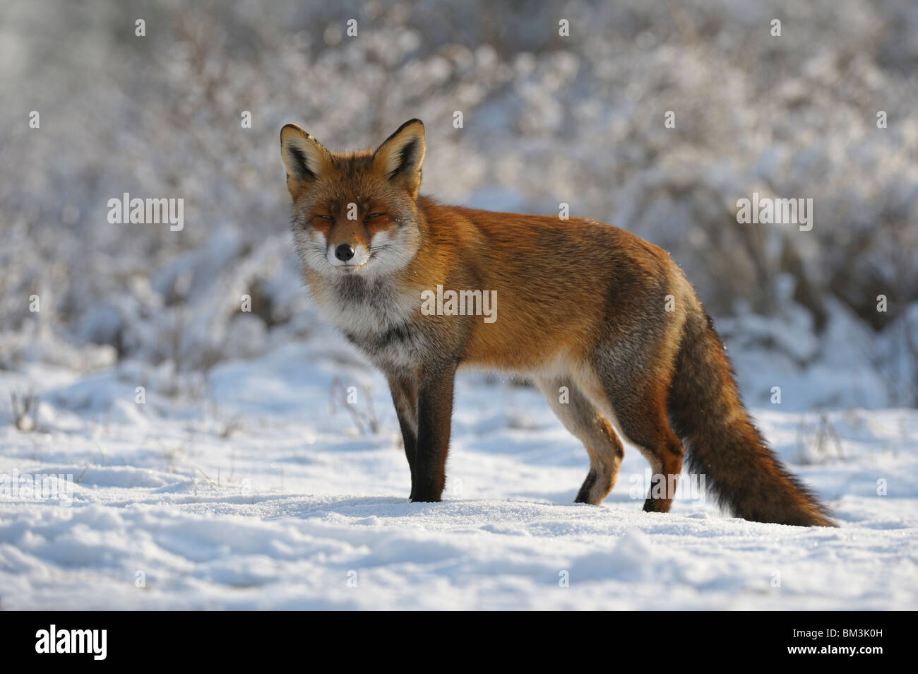Red Fox (Vulpes vulpes), male squinting his eyes while standing in snow ...