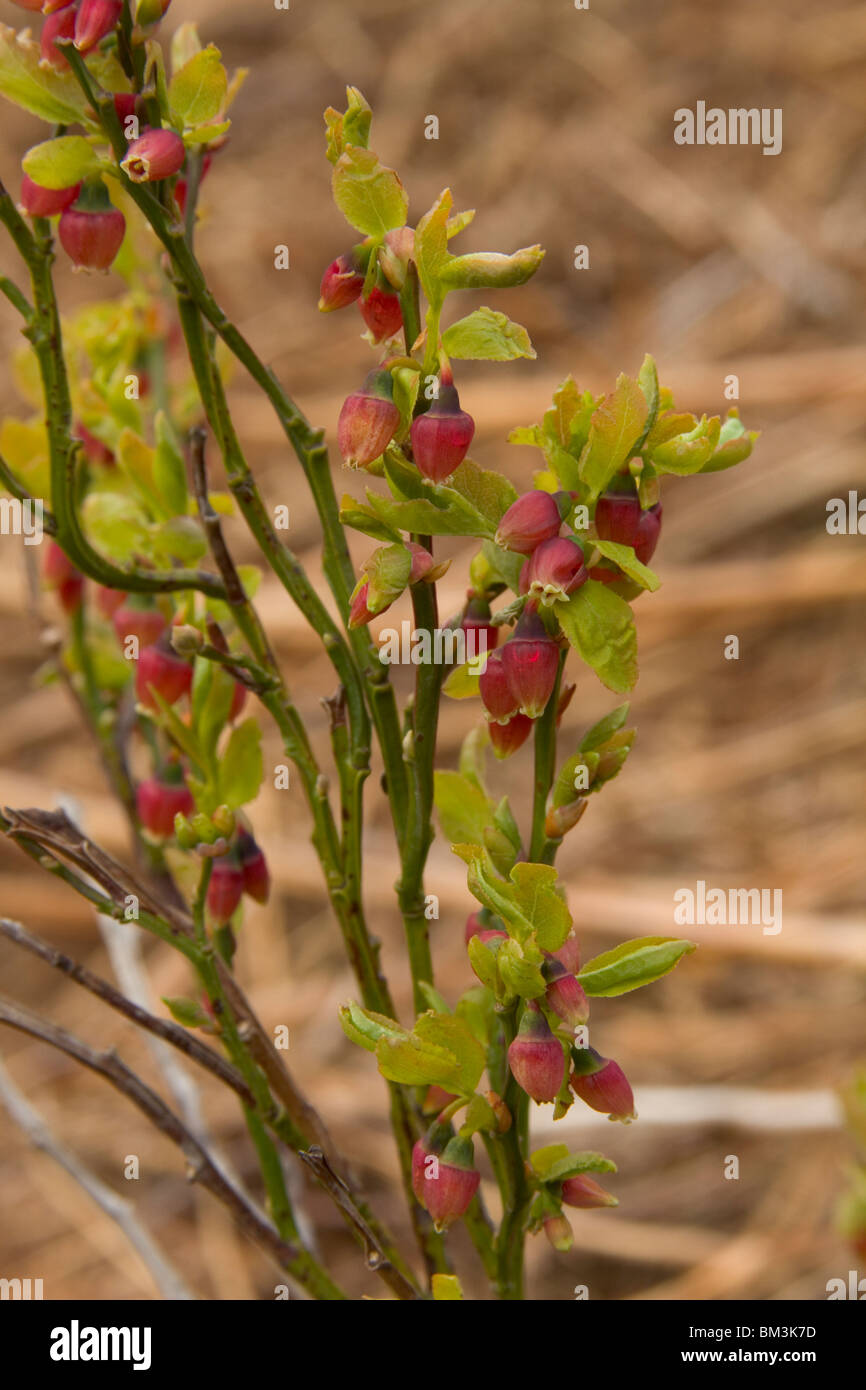 Bilberry flowers and leaf burst Stock Photo - Alamy