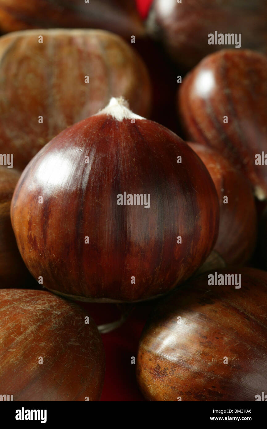 Chestnuts macro texture over red studio background Stock Photo - Alamy