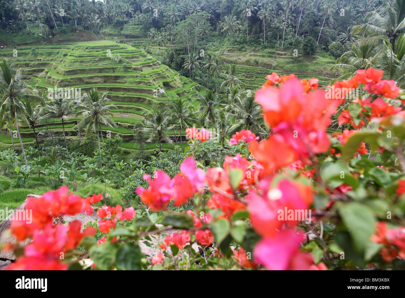 Terraced rice paddies in the countryside of Bali, Indonesia Stock Photo ...