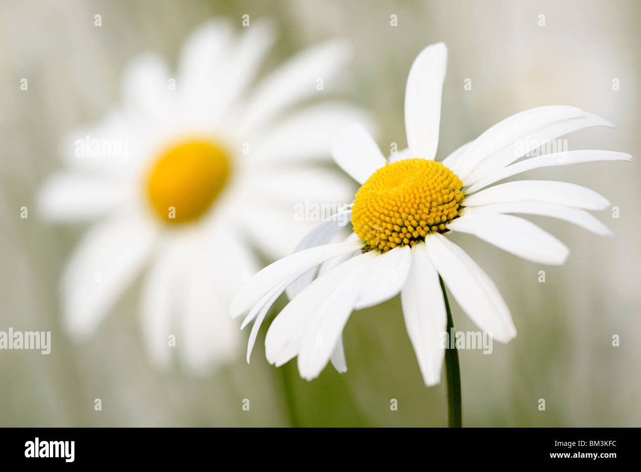 Daisy flower oxeye daisies flowers hi-res stock photography and images ...