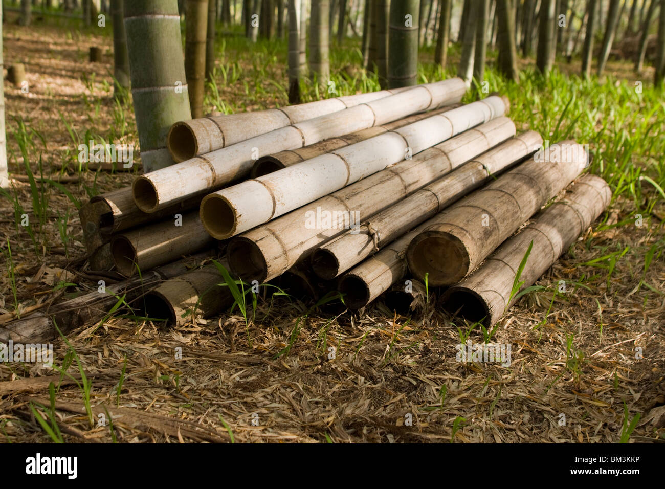 Bamboo vascular bundles hi-res stock photography and images - Alamy