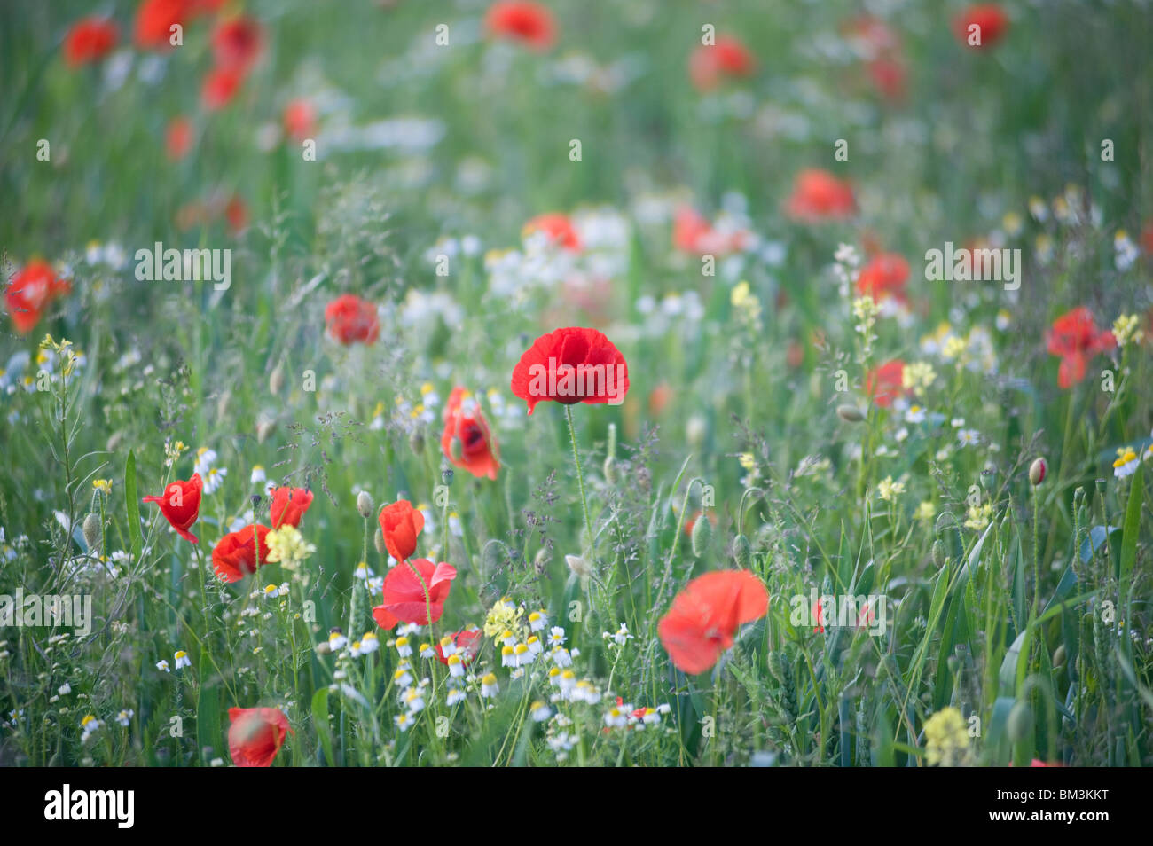 Suffolk summer field hi-res stock photography and images - Alamy