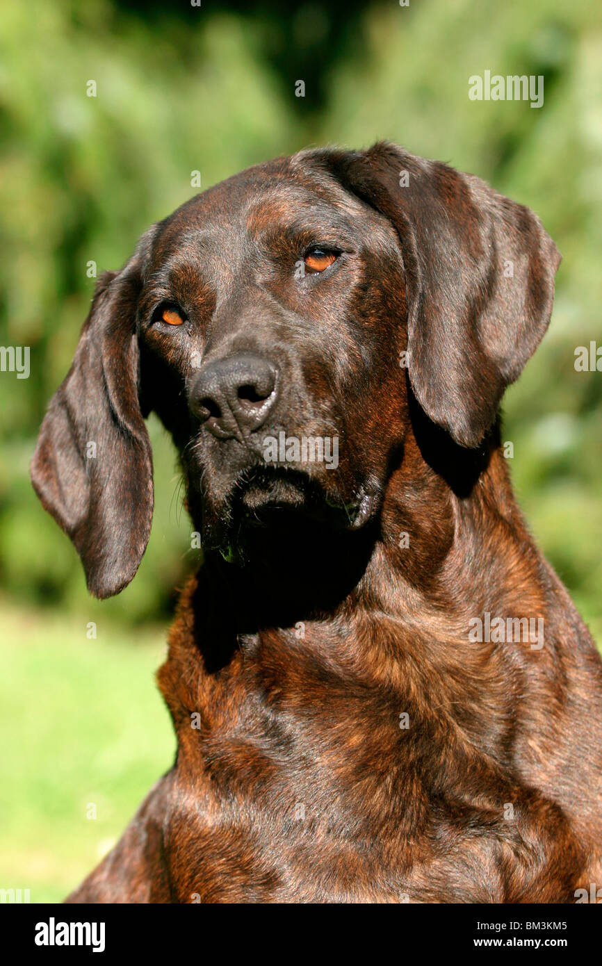 Hannoverscher Schweißhund / Hanoverian Hound Stock Photo - Alamy