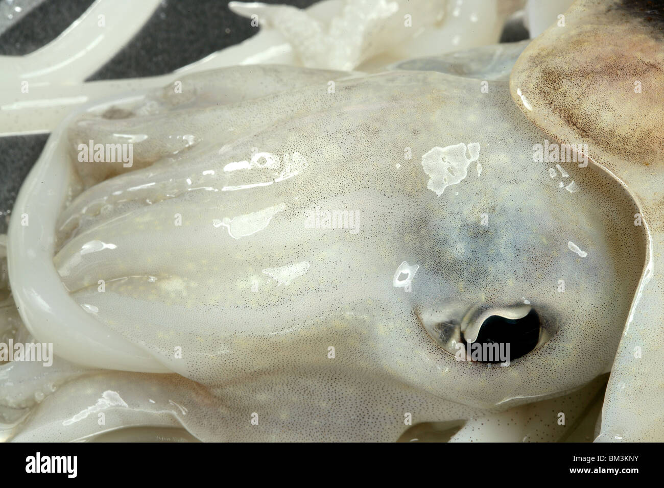 Cuttlefish uncooked, Squid Mediterranean seafood at studio Stock Photo ...