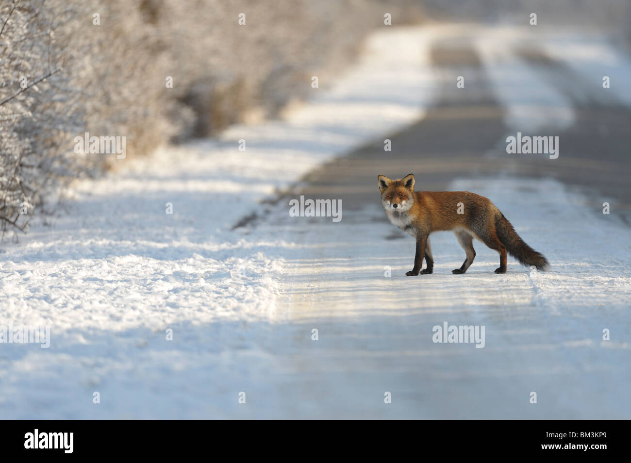 Red fox crossing road hi-res stock photography and images - Alamy