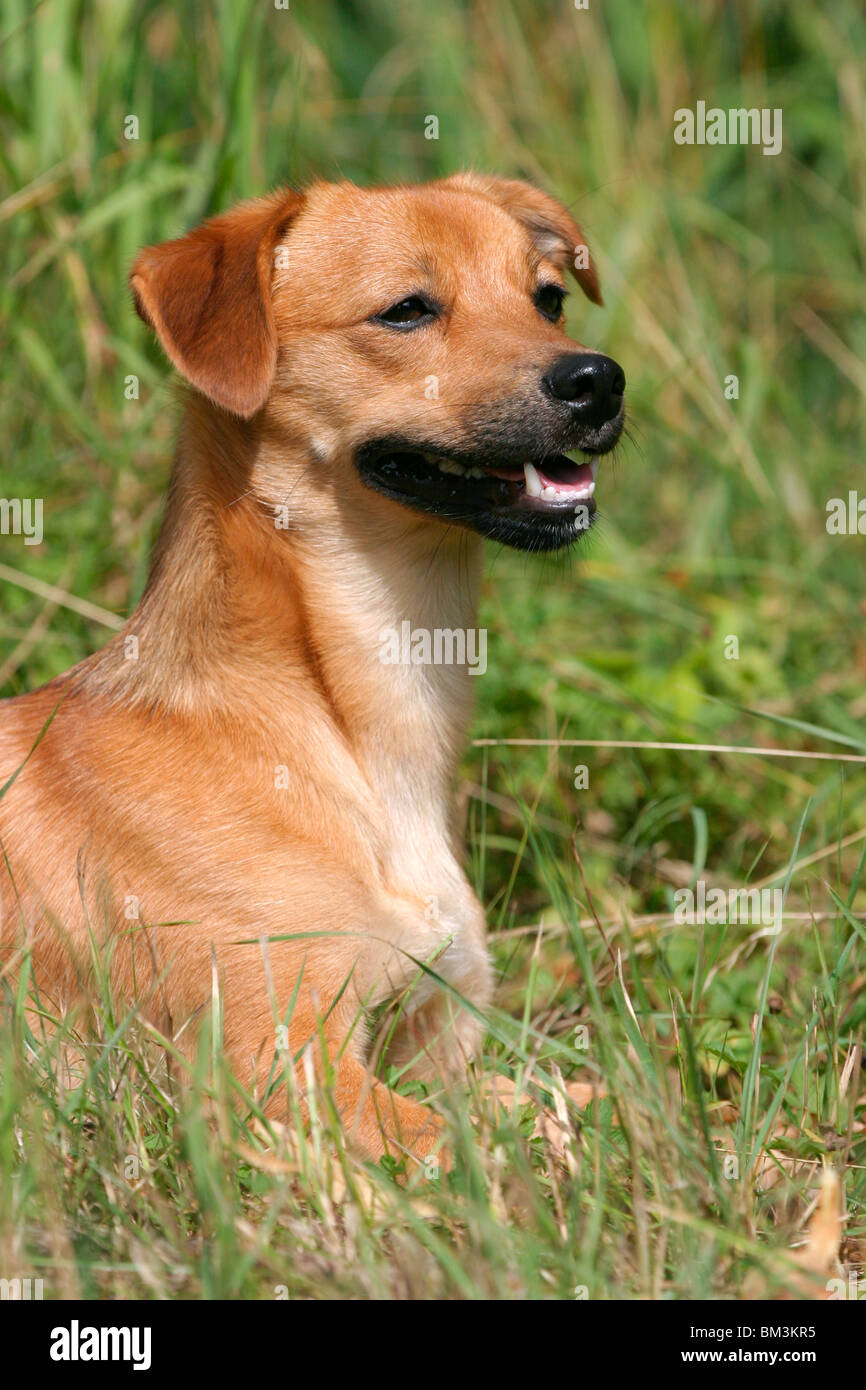 Hund / dog Stock Photo - Alamy
