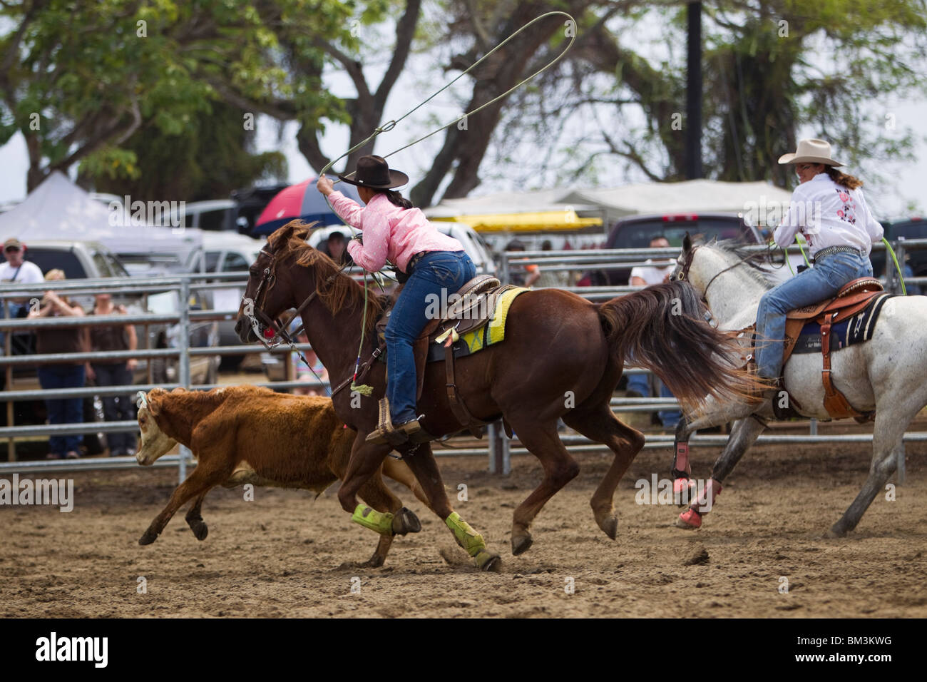 Women team roping a calf at rodeo Stock Photo - Alamy