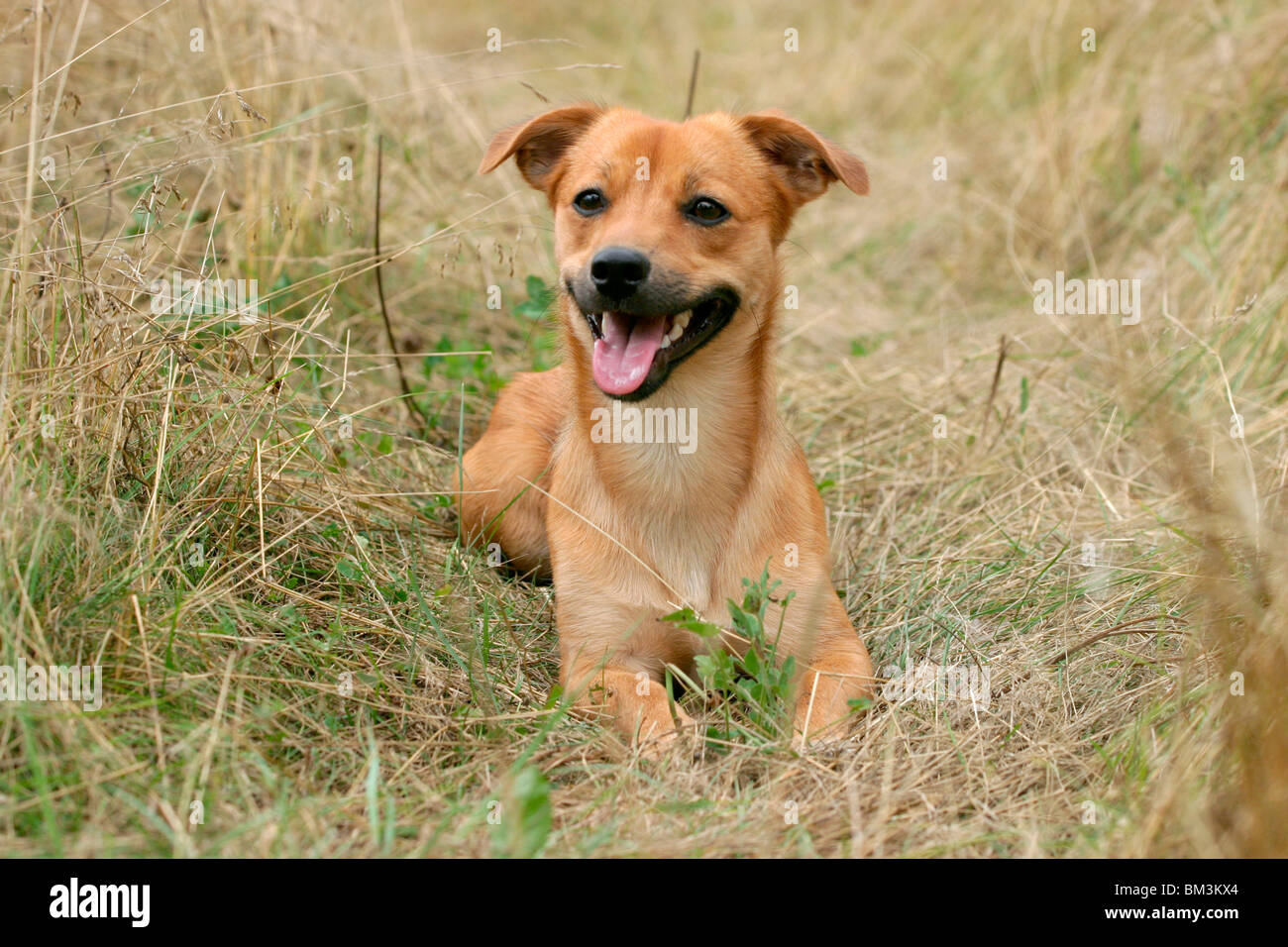 liegender Hund / lying dog Stock Photo - Alamy