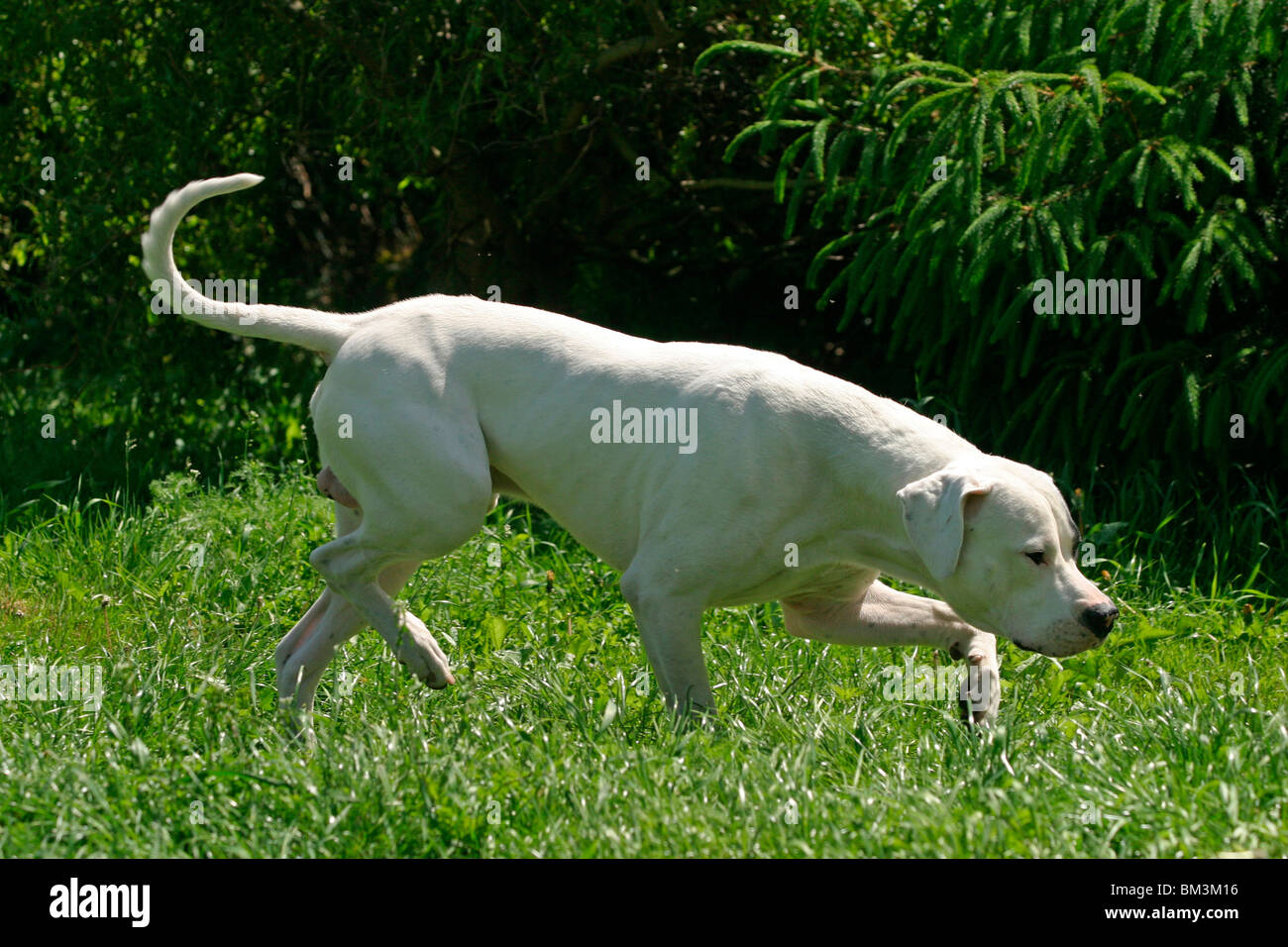 rennender Dogo Argentino / running Dogo Argentino Stock Photo - Alamy