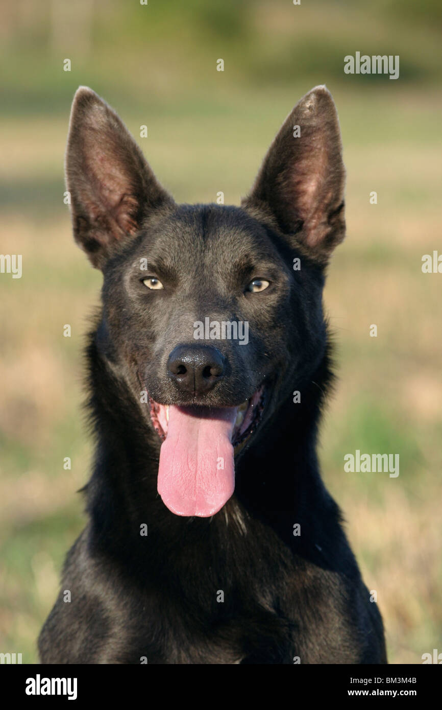 Australian Kelpie Portrait Stock Photo - Alamy