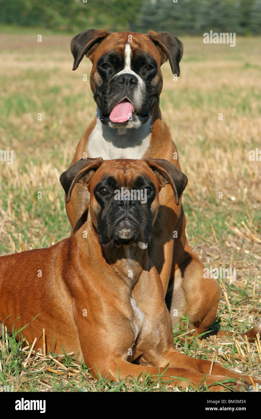 German boxer deutsche boxer hi-res stock photography and images - Alamy