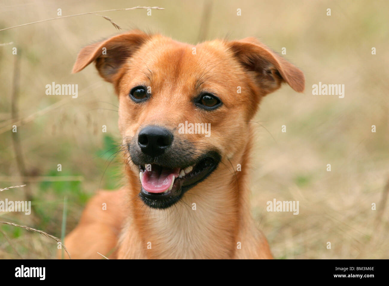 Portrait eines Mischlings / dog head Stock Photo - Alamy