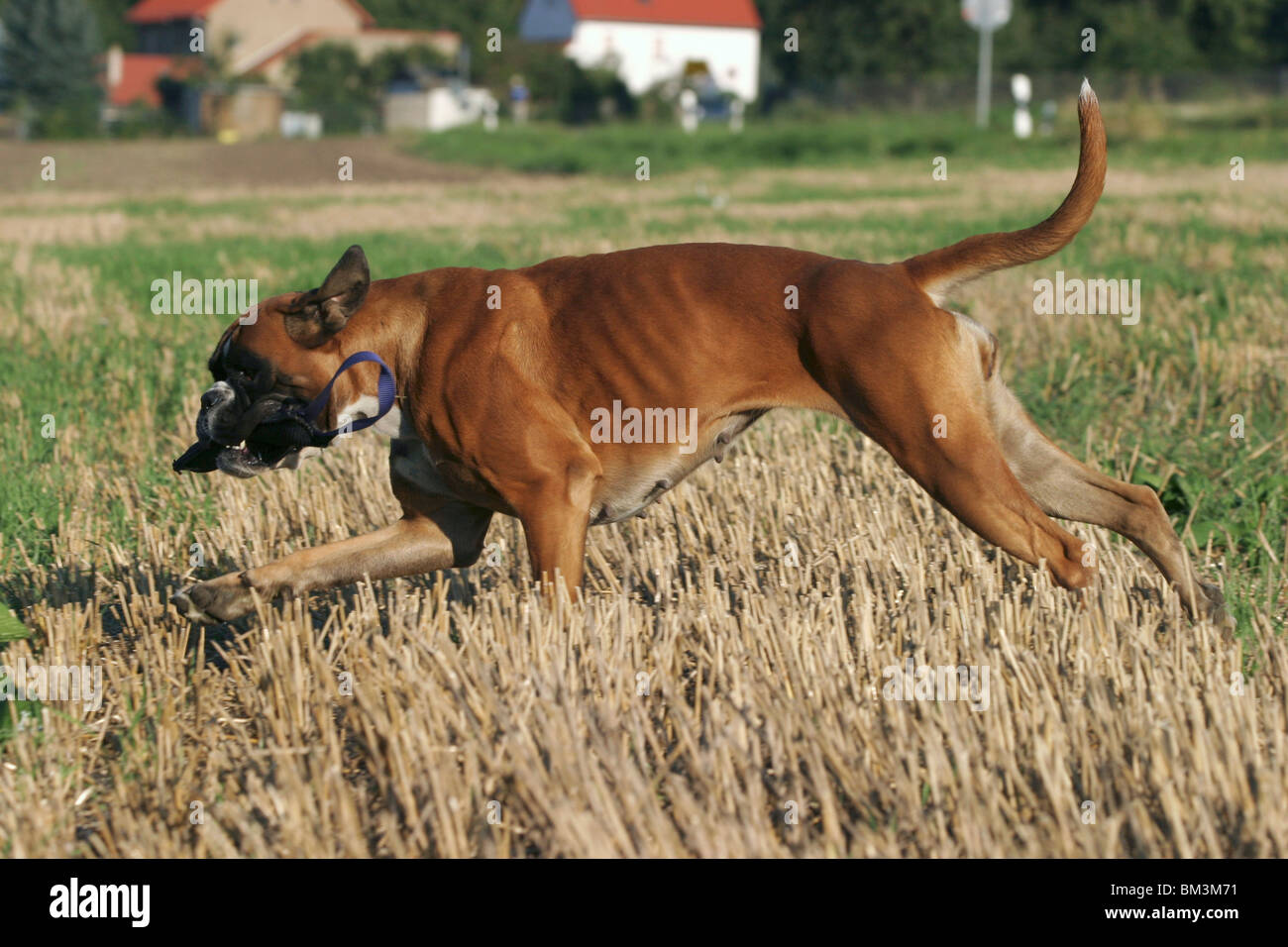 rennender / running Deutscher Boxer Stock Photo - Alamy