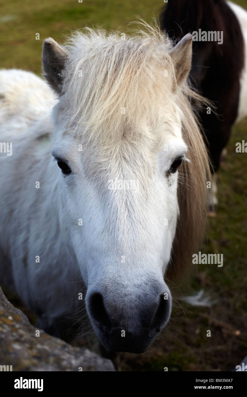 farm animals pony Stock Photo - Alamy