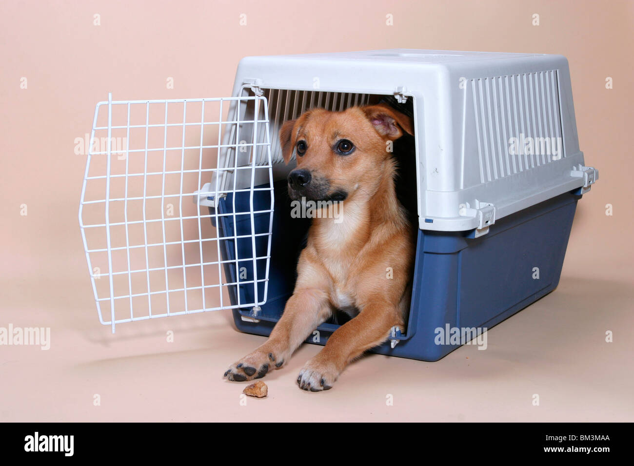 Hund in Hundebox / dog in box Stock Photo - Alamy