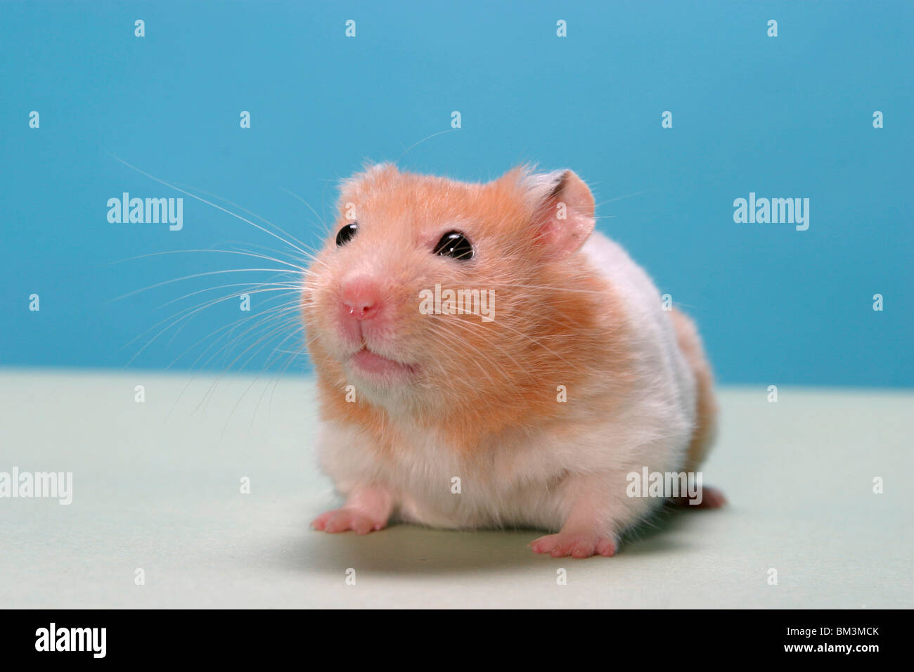 Goldener hamster hi-res stock photography and images - Alamy