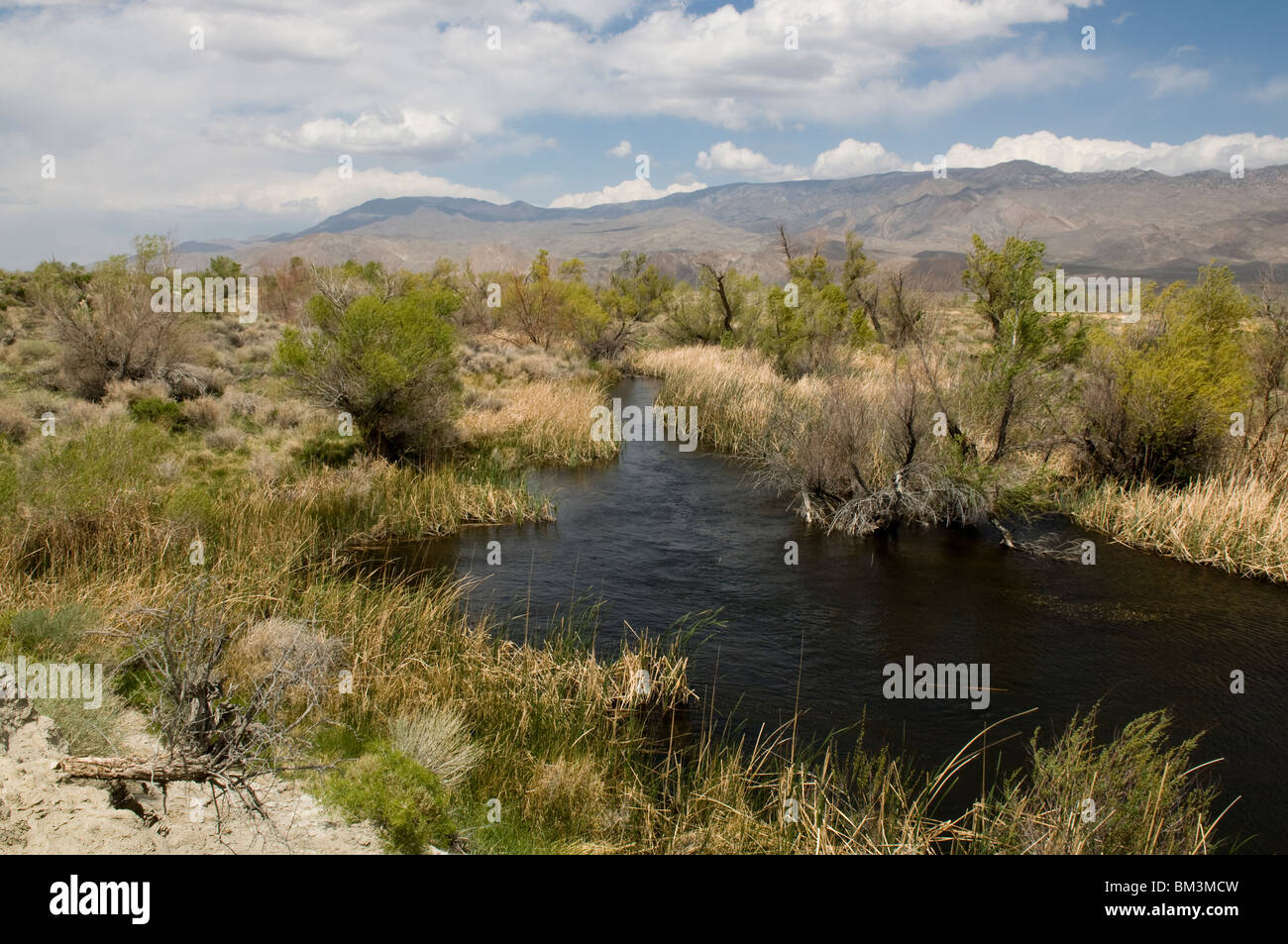 Lower Owens River section that was rewatered by the LADWP. Flows are at ...