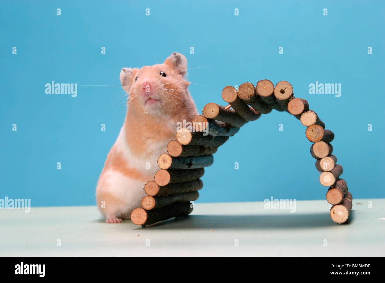 Goldhamster / Hamster Stock Photo - Alamy