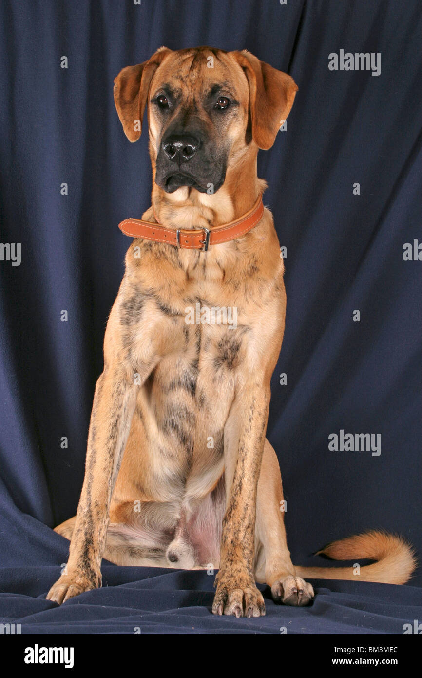 sitzender Hund / sitting dog Stock Photo - Alamy