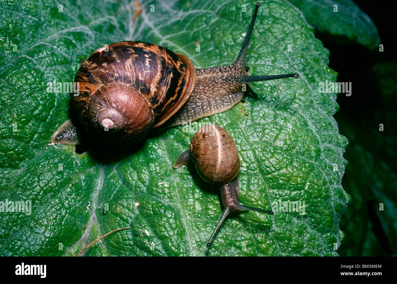 Snails Uk Leaf High Resolution Stock Photography and Images - Alamy