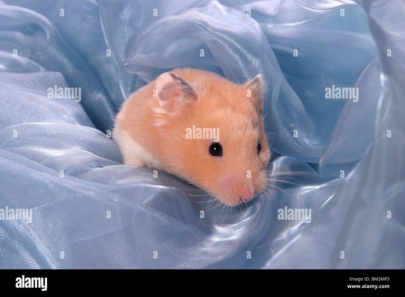 Goldener hamster hi-res stock photography and images - Alamy