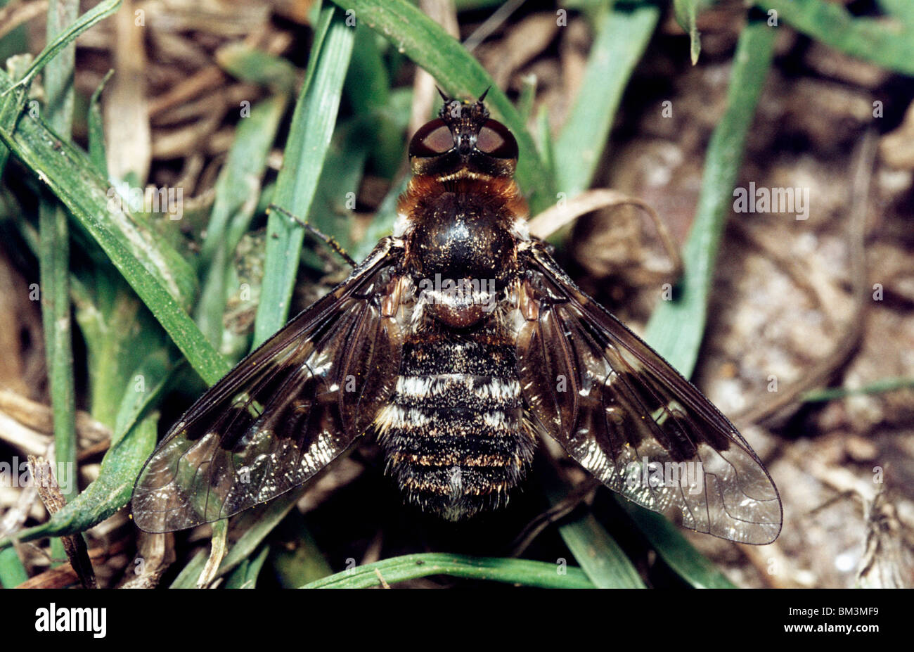 Mottled bee hi-res stock photography and images - Alamy