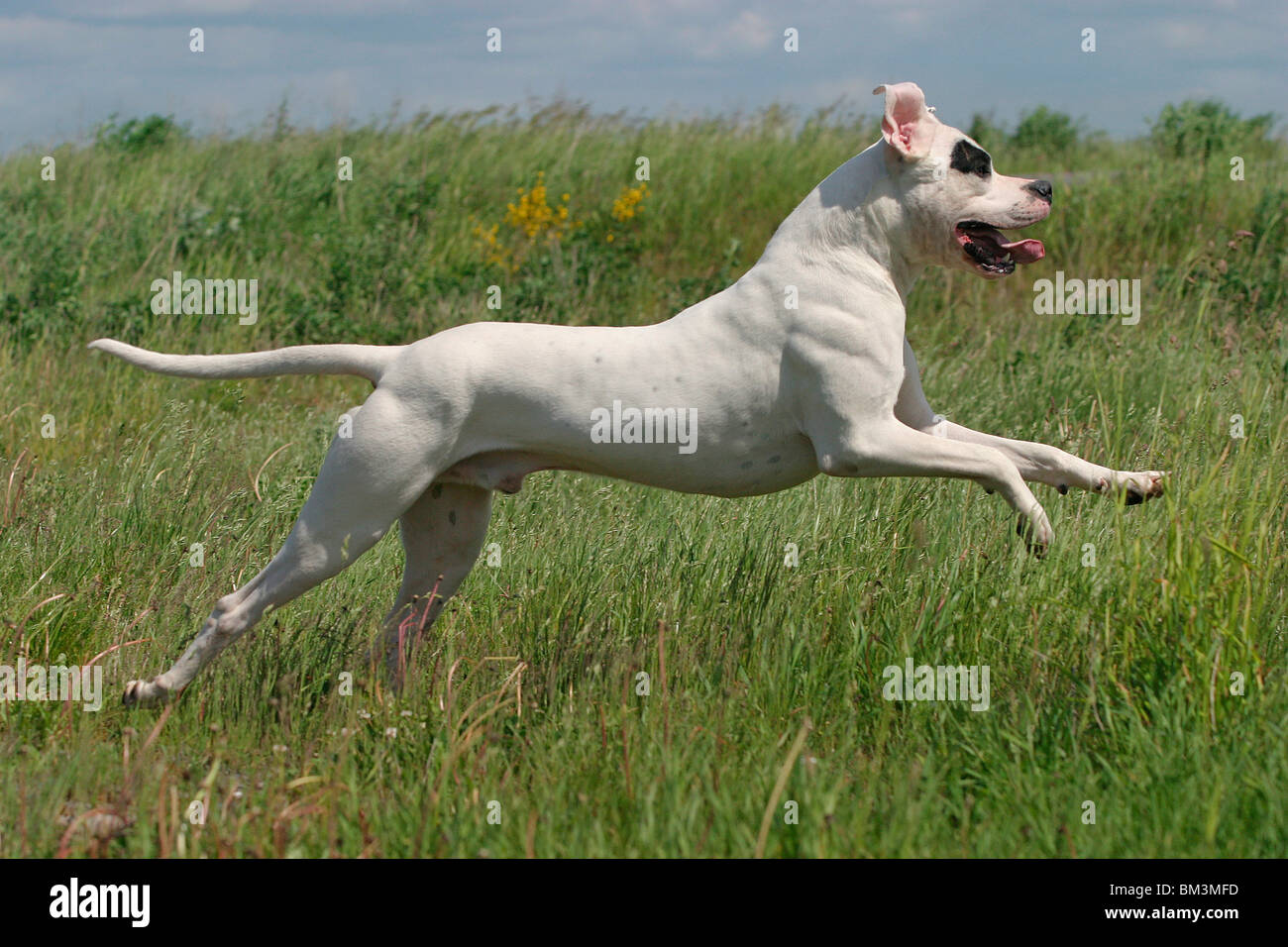 rennender Dogo Argentino / running Dogo Argentino Stock Photo - Alamy