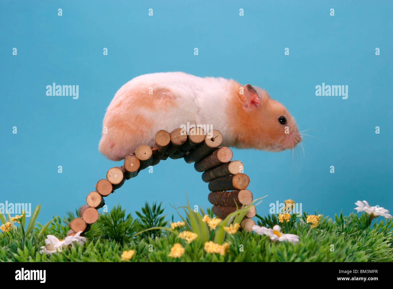 Goldener hamster hi-res stock photography and images - Alamy