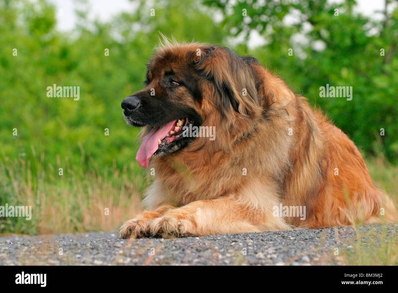 Leonberger hund hi-res stock photography and images - Alamy