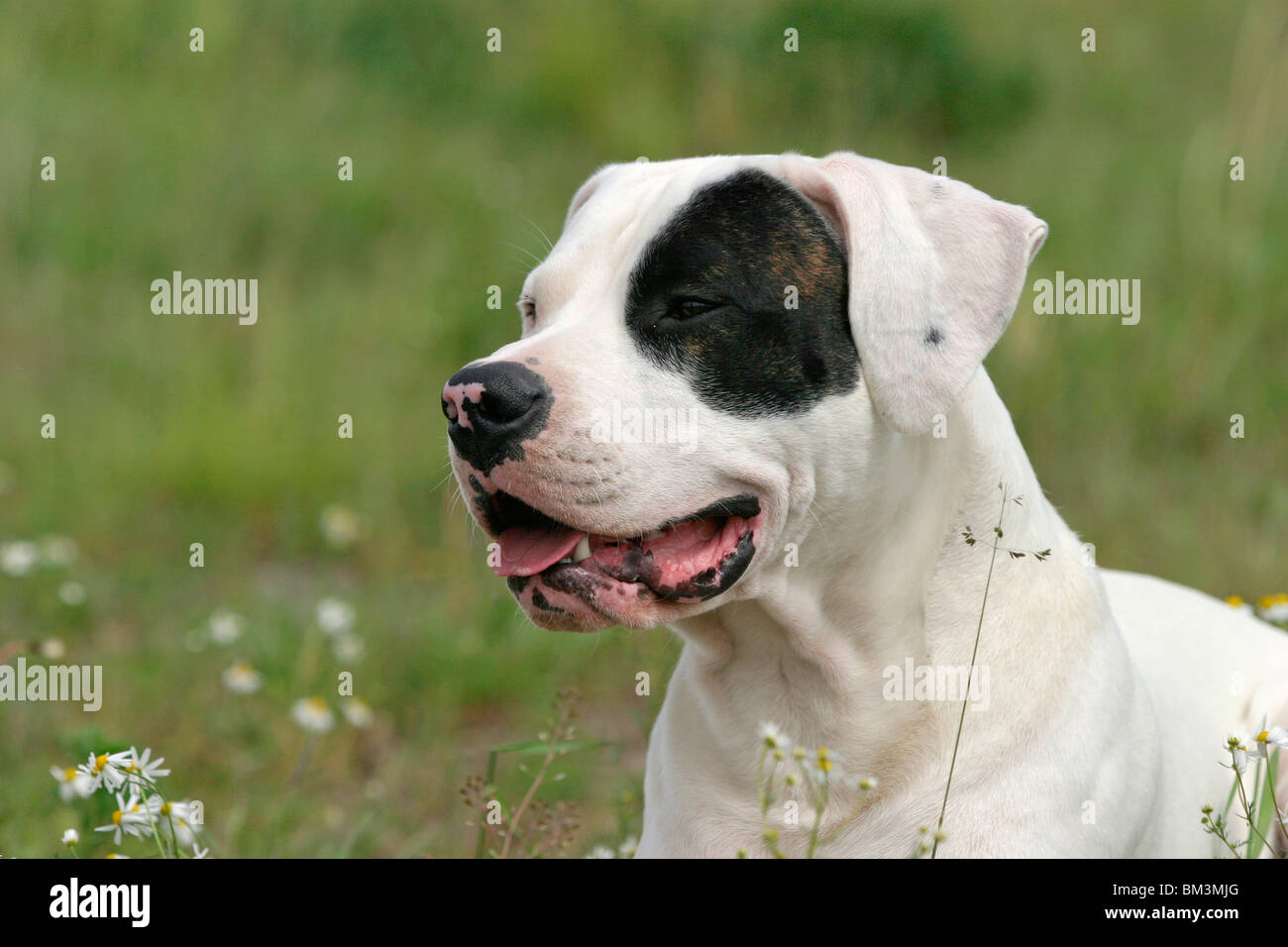 Dogo Argentinos Hi Res Stock Photography And Images Alamy