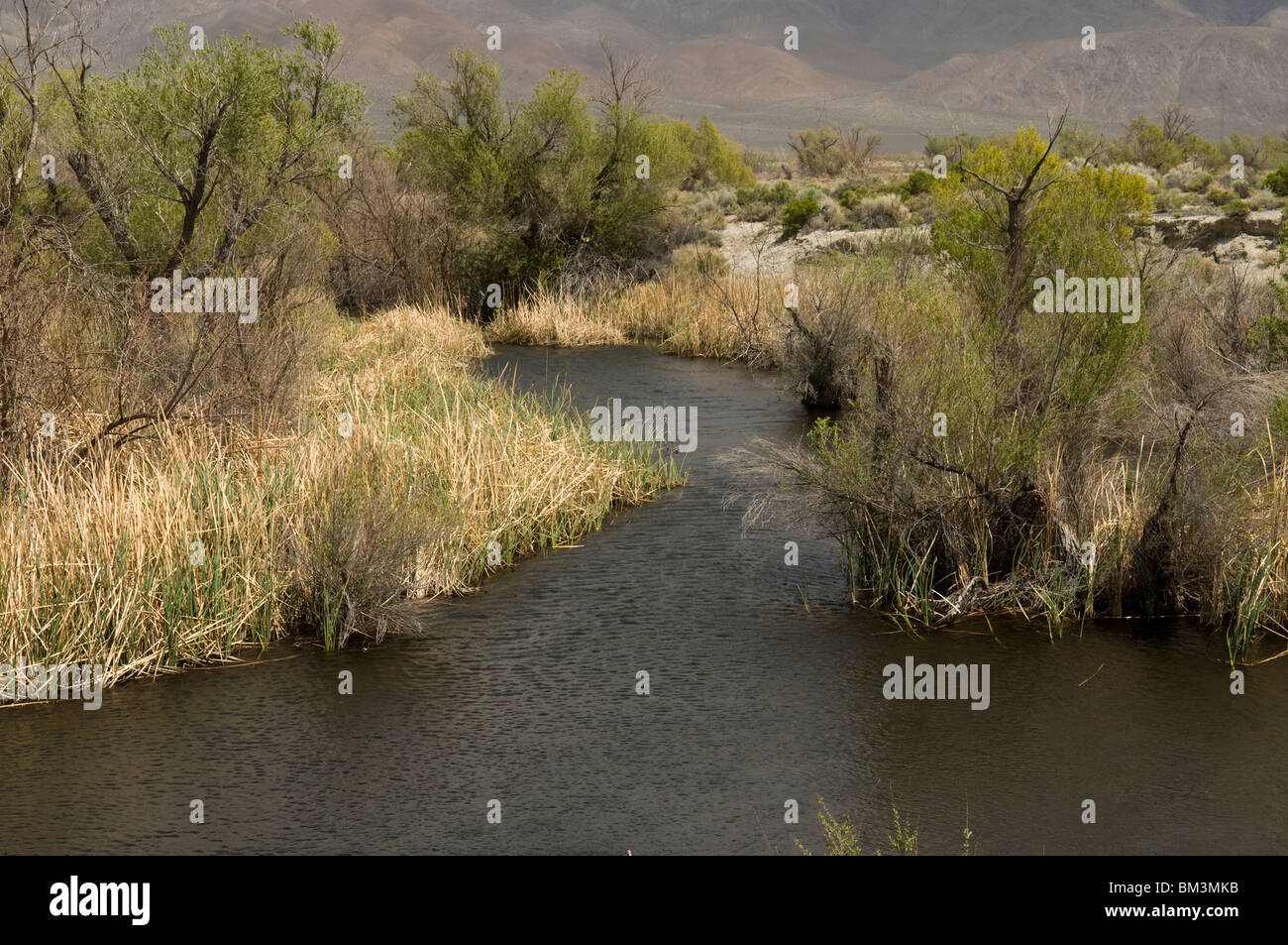 Lower Owens River section that was rewatered by the LADWP. Flows are at ...